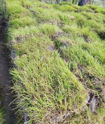 Sod, Tampa, Jacksonville, Orlando, FL