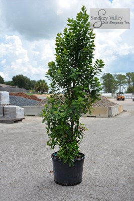 Plants, Tampa, Jacksonville, Orlando, FL